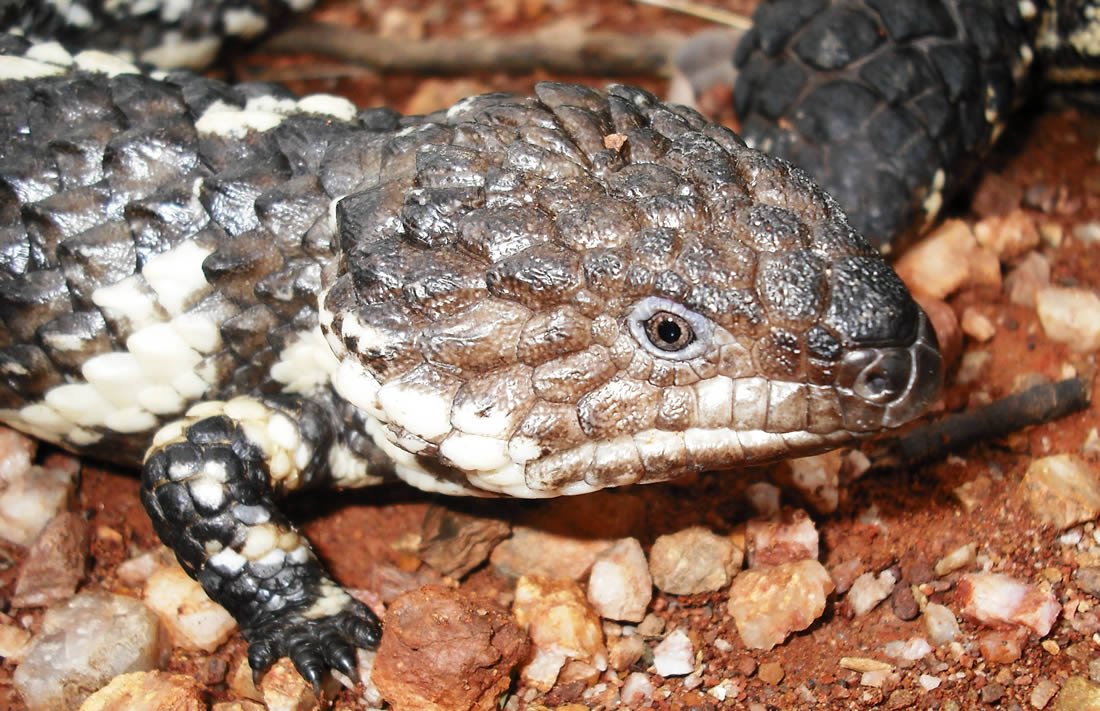 Reptiles as Pets - Pets Australia