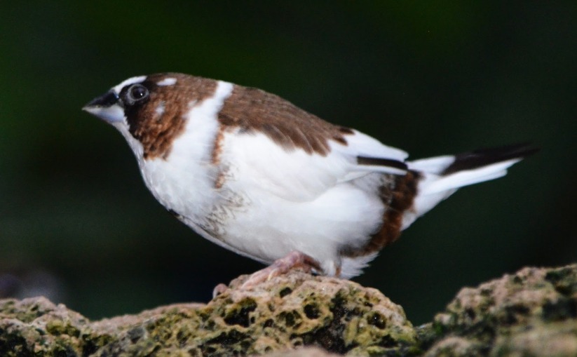 Society Finch (Bengalese Finch) - Pets Australia