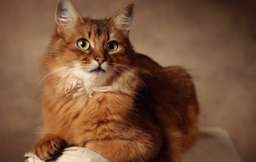 Somali cat - Pets Australia