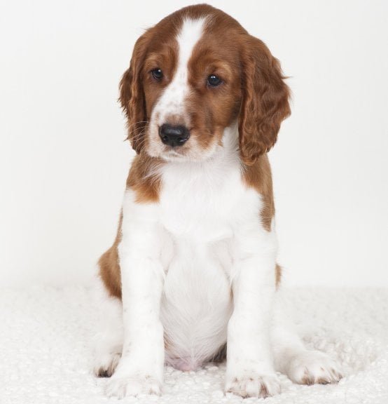 Are Springer Spaniels Loyal