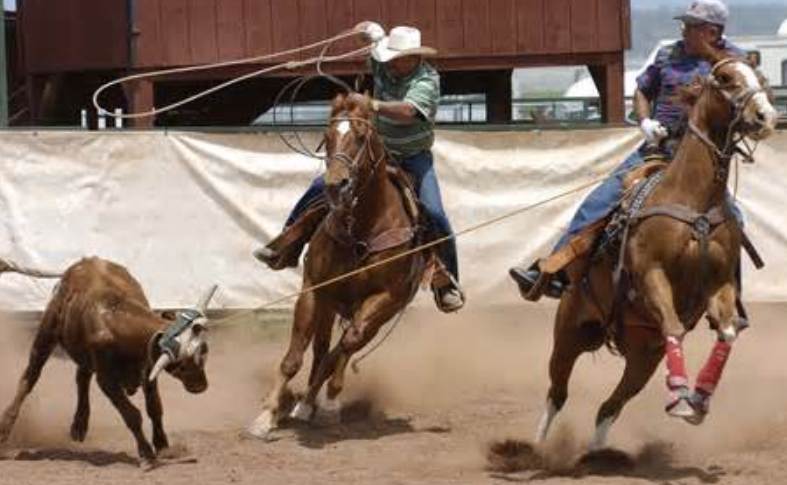 Team Roping - Pets Australia