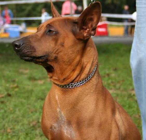 Thai Ridgeback - Pets Australia