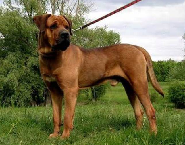 Tosa Inu Size