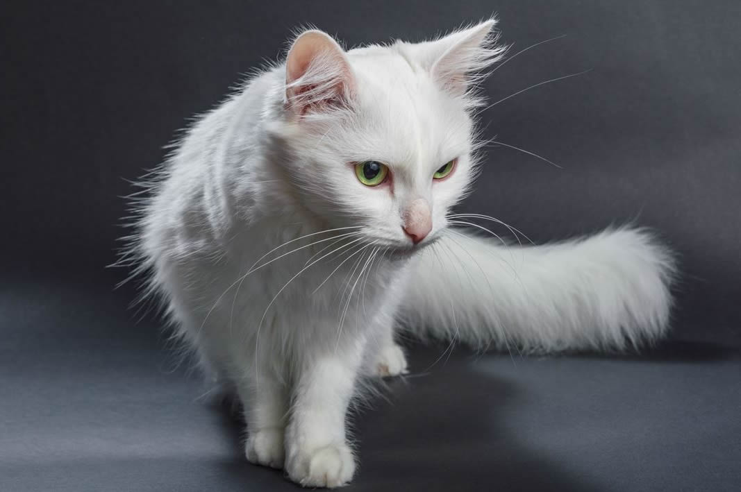Gray Turkish Angora Kittens