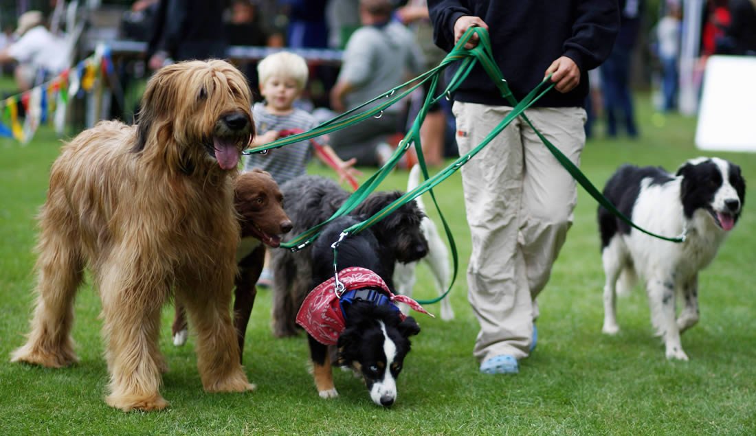 Choosing a Dog Breed - Which one for You? - Pets Australia