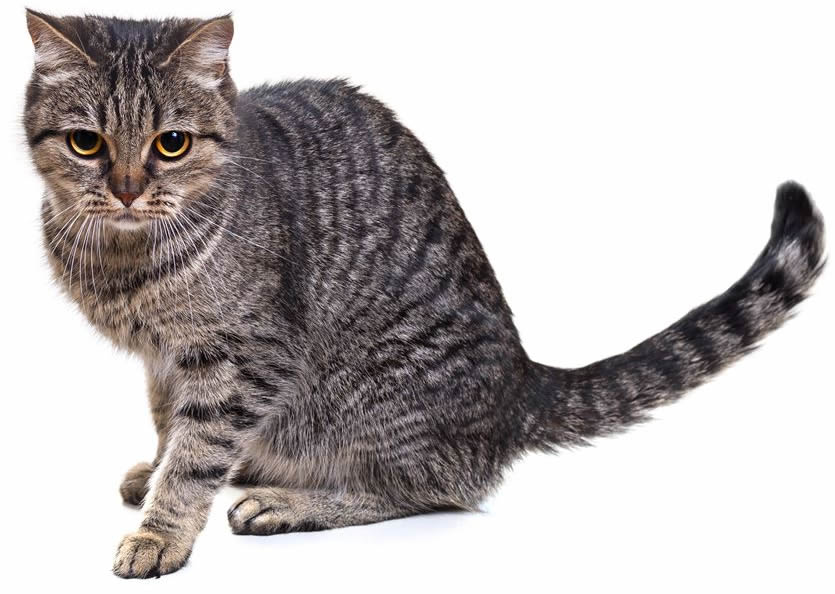 European Shorthair Cat - Pets Australia