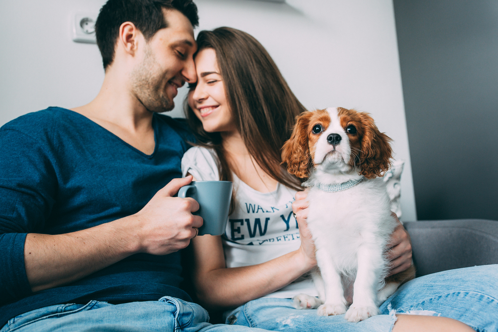 How to Introduce Your Pet to Your New Partner - Pets Australia