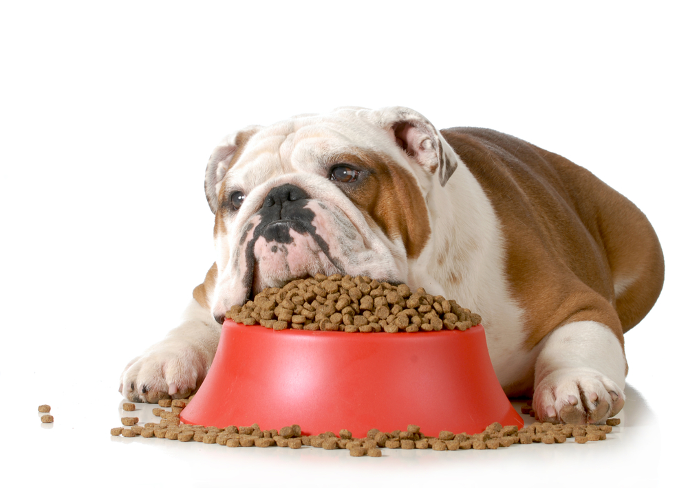 The Dangers of Overfeeding Your Pets - Pets Australia