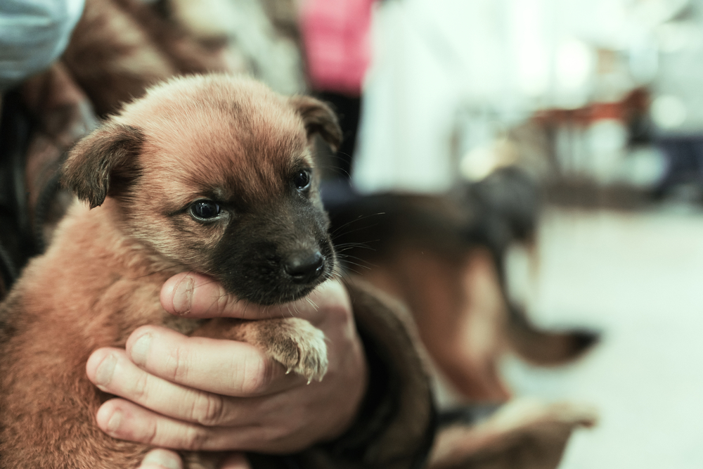 The Basics of Pet Adoption: What You Need to Know - Pets Australia