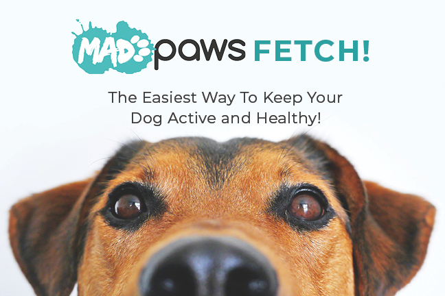 Mad Paws | Pet Sitters Canberra | Overnight & Daytime Pet Care - Pets ...