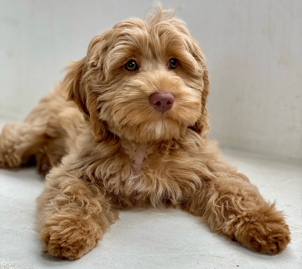 BESPOKE SPOODLES BRISBANE - Pets Australia