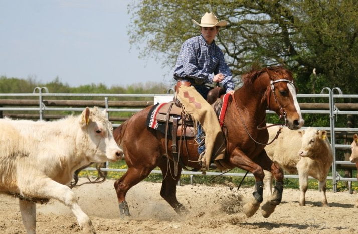 The Thrilling World of Cutting Horse Sport: A Comprehensive Guide ...