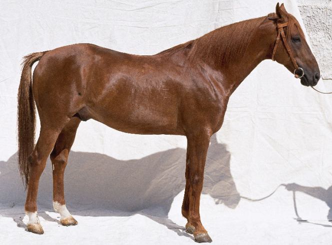 French Trotter - Norman Trotter - Pets Australia