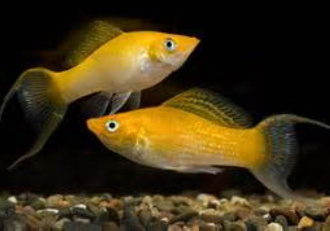 Live-bearing aquarium fish - livebearers - Pets Australia