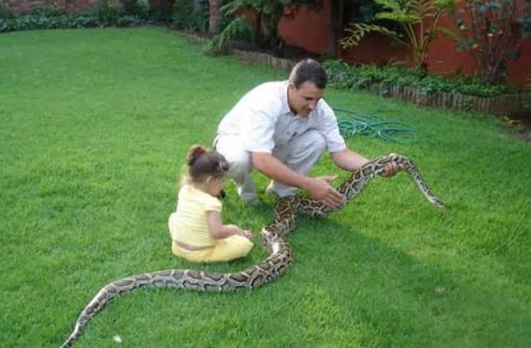 Snakes as Pets - consider a Python - Pets Australia