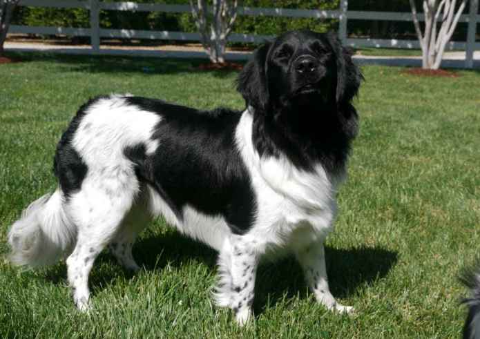 Stabyhoun - Stabij Dog - Pets Australia