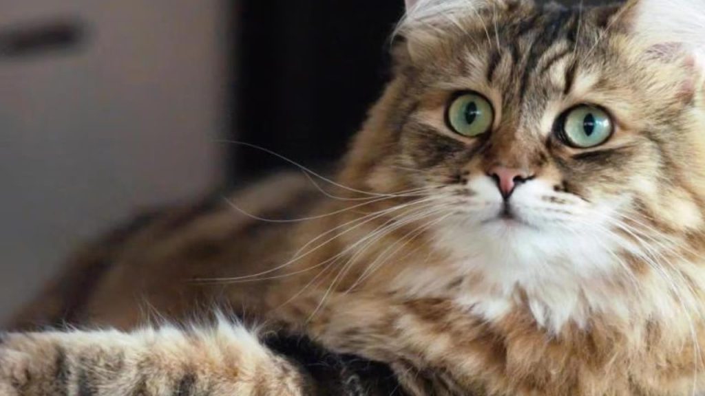 Cat Breeds Archives - Pets Australia